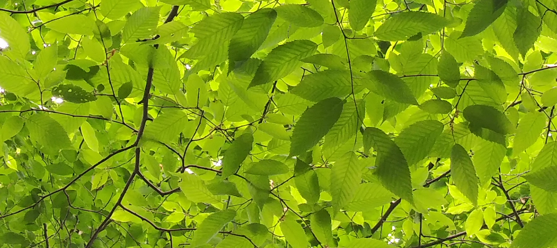 PE 1657: Tree Climbing | Student & Campus Life | Cornell University